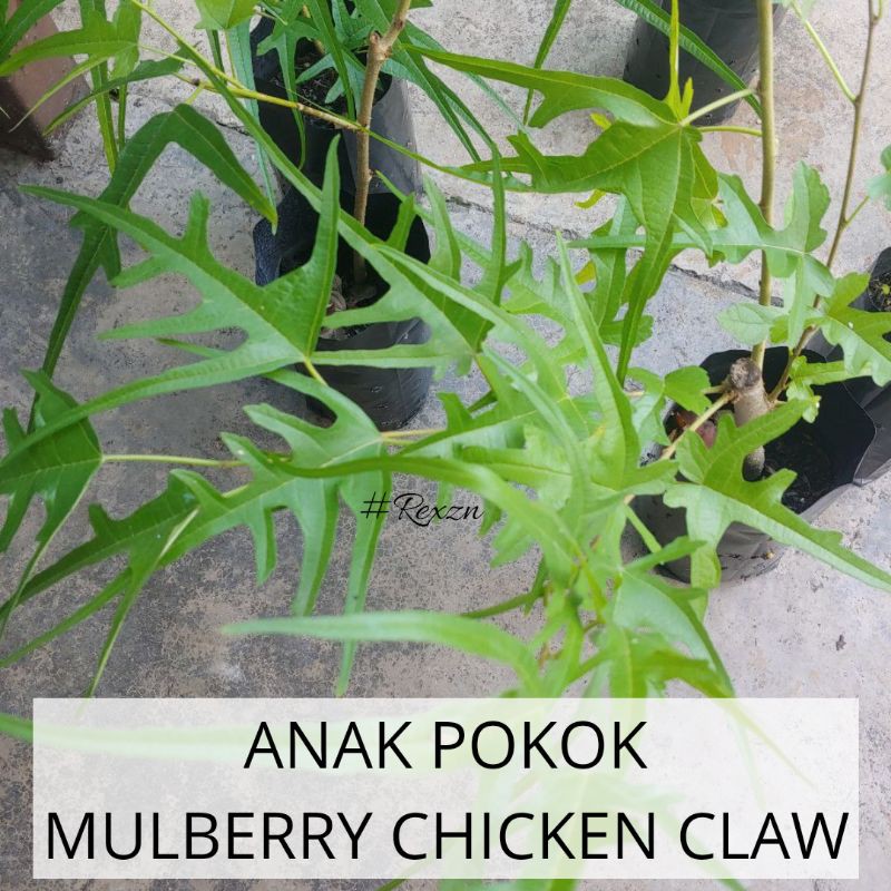MULBERRY CHICKEN CLAW (ANAK POKOK) | Shopee Malaysia