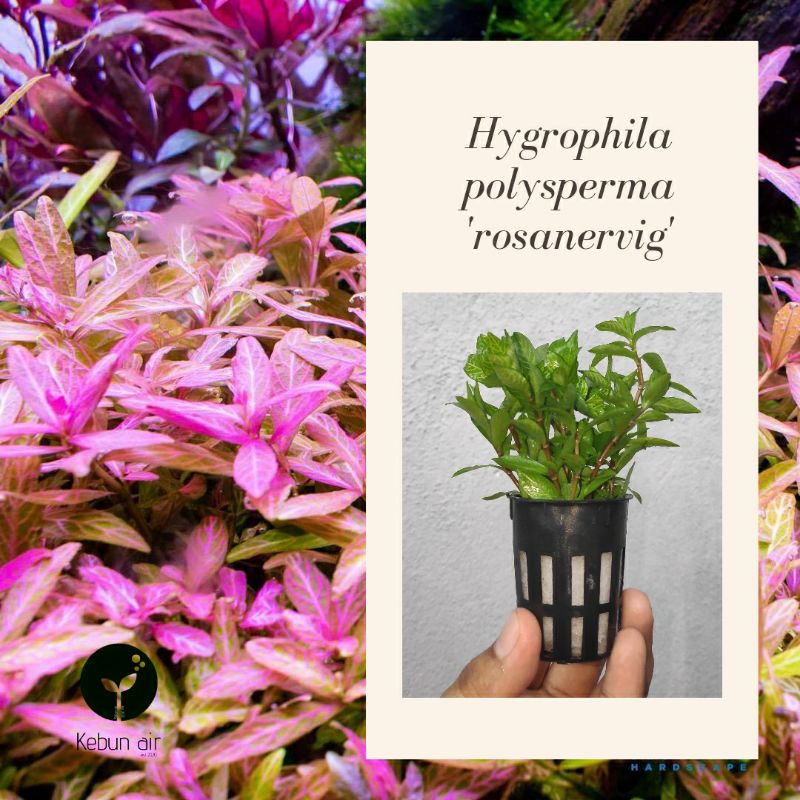 Hygrophila polysperma 'Rosanervig' 10btg (Aquatic plants) | Shopee Malaysia