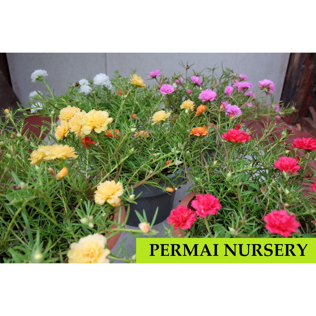 Japanese Rose / Pokok Bunga Kembang Pagi ( 20 in 1 ) | Shopee Malaysia