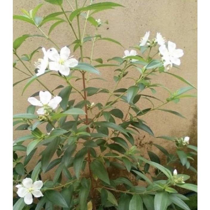 POKOK SENDUDUK PUTIH pokok ubatan tradisional | Shopee Malaysia