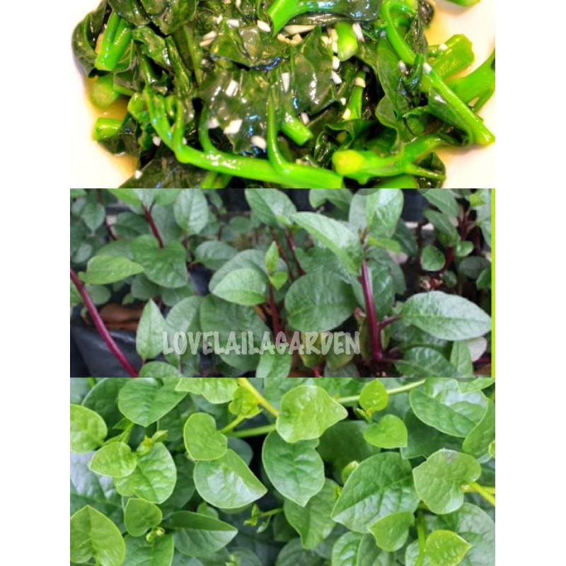 SET BAYAM MALABAR HIJAU +BAYAM MALABAR MERAH•30+30 BIJI BENIH• | Shopee ...