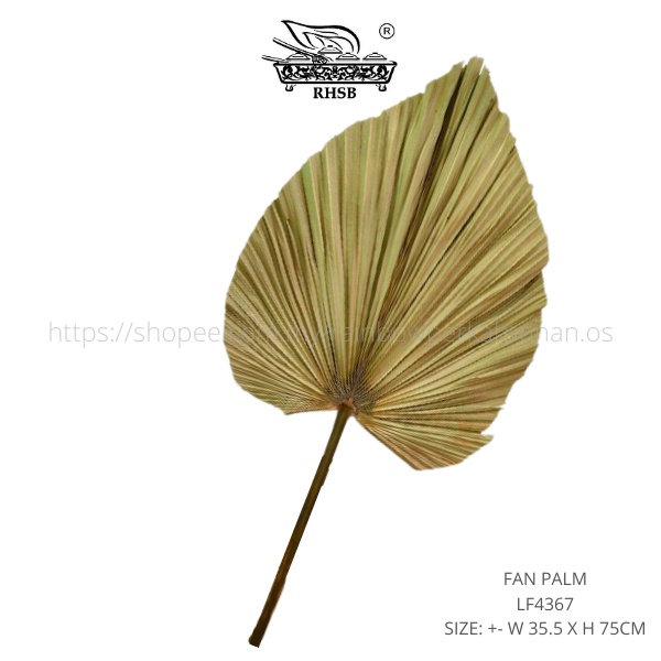 DAUN KIPAS KERING / PALM LEAF / DAUN PALMA / DAUN PALM/ DAUN PELAMIN ...