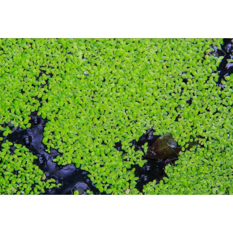 𝗙𝗟𝗢𝗧𝗜𝗡𝗚 𝗣𝗟𝗔𝗡𝗧 𝗔𝗧𝗔𝗨 𝗗𝗔𝗨𝗡 𝗜𝗧𝗘𝗞 𝗔𝗜𝗥 𝗨𝗡𝗧𝗨𝗞 𝗛𝗜𝗔𝗦𝗔𝗡 𝗗𝗔𝗡 𝗦𝗘𝗦𝗨𝗔𝗜 𝗨𝗡𝗧𝗨𝗞 𝗜𝗞𝗔𝗡 ...