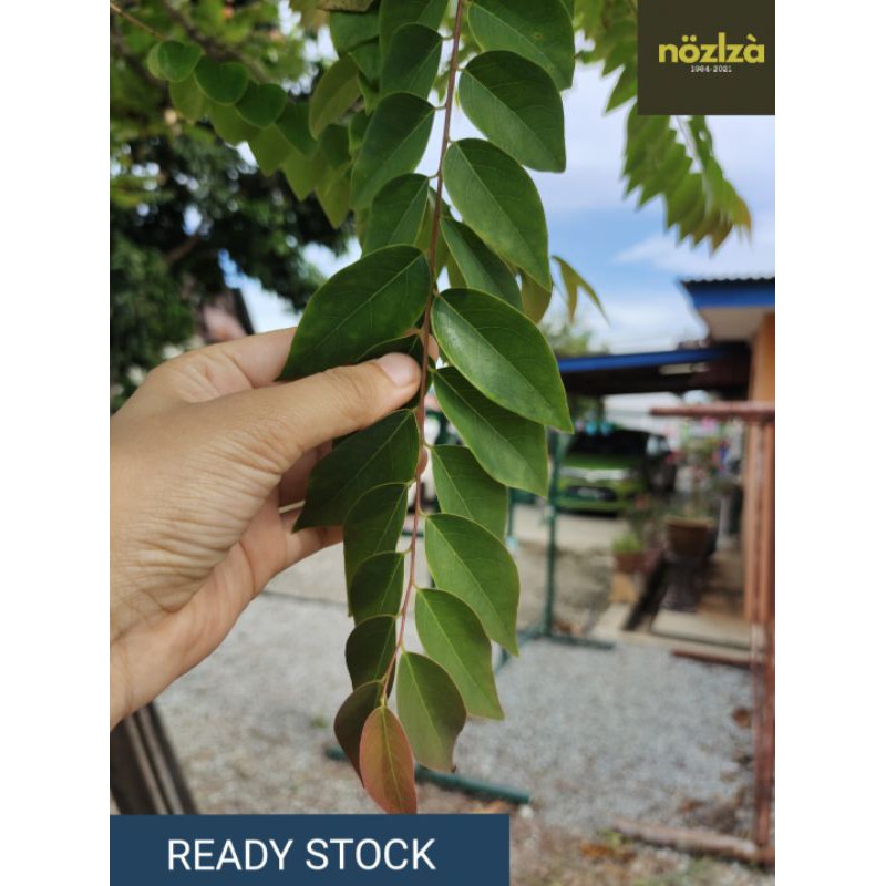 🇲🇾 50gm Daun Cermai (Fresh petik dari pokok) | Shopee Malaysia