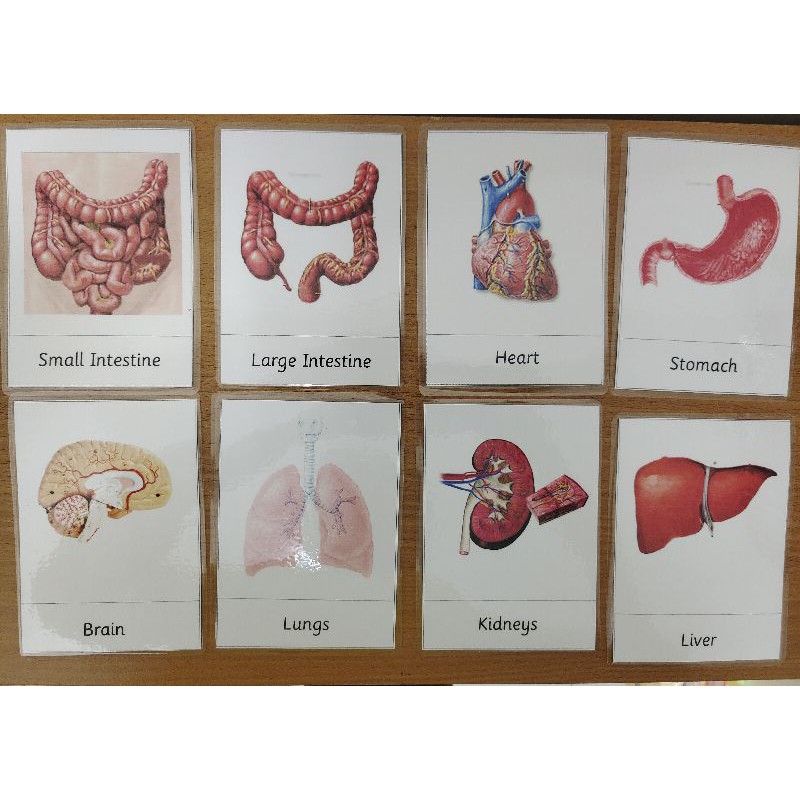 (Ready Stock) Montessori Toy Toddler Early Learning Human Organ Flash ...