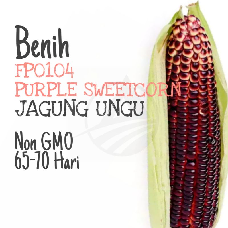 BENIH Jagung Ungu | Purple Sweetcorn Seeds | Shopee Malaysia BENIH Jagung Ungu | Purple Sweetcorn Seeds | Shopee Malaysia