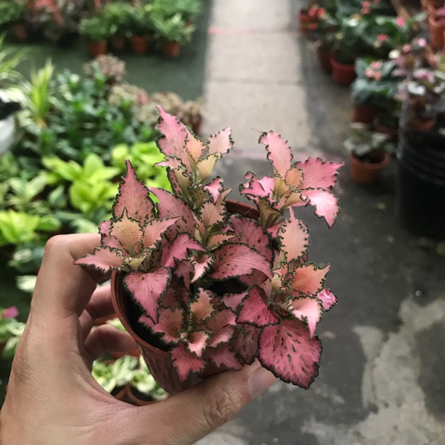 Mini Fittonia pink / Semi indoor plant | Shopee Malaysia
