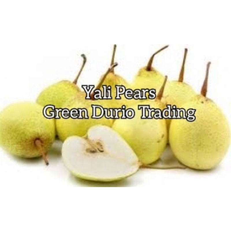 ANAK POKOK YALI PEAR - TUT (AIR LAYERING) | Shopee Malaysia