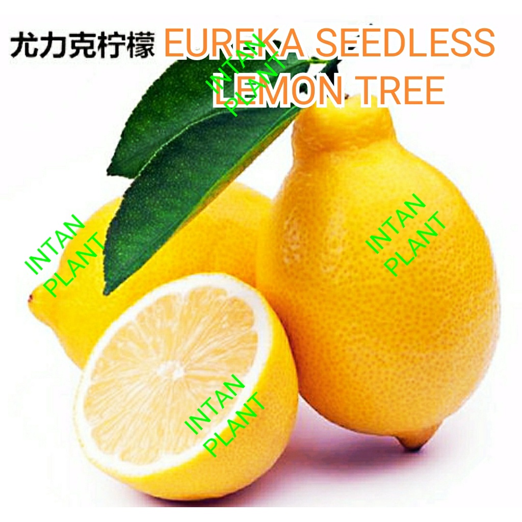 POKOK LEMON EUREKA BESAR, WANGI DAN BANYAK JUS / EUREKA LEMON TREE ...