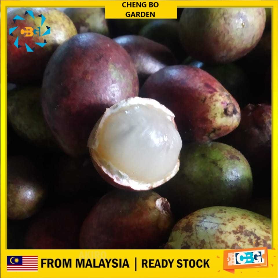 Anak Pokok Matoa Pokok Longan Brazil Pometia Pinnata Buah Masam Masam ...