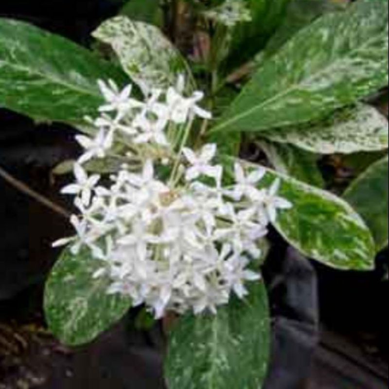 pokok bunga ixora finlaysonia | Shopee Malaysia