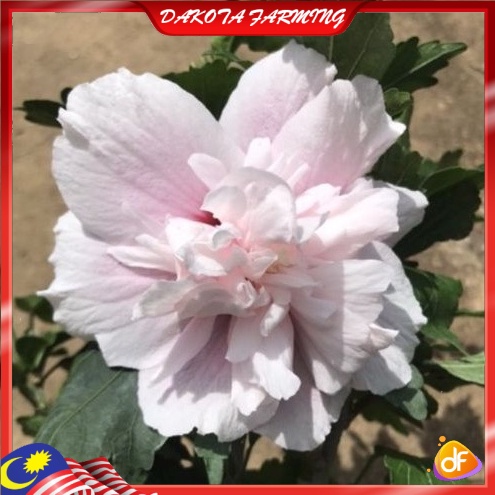 Anak Pokok Bunga Raya Light Pink Soft Pink Hibiscus Berlapis | Shopee ...