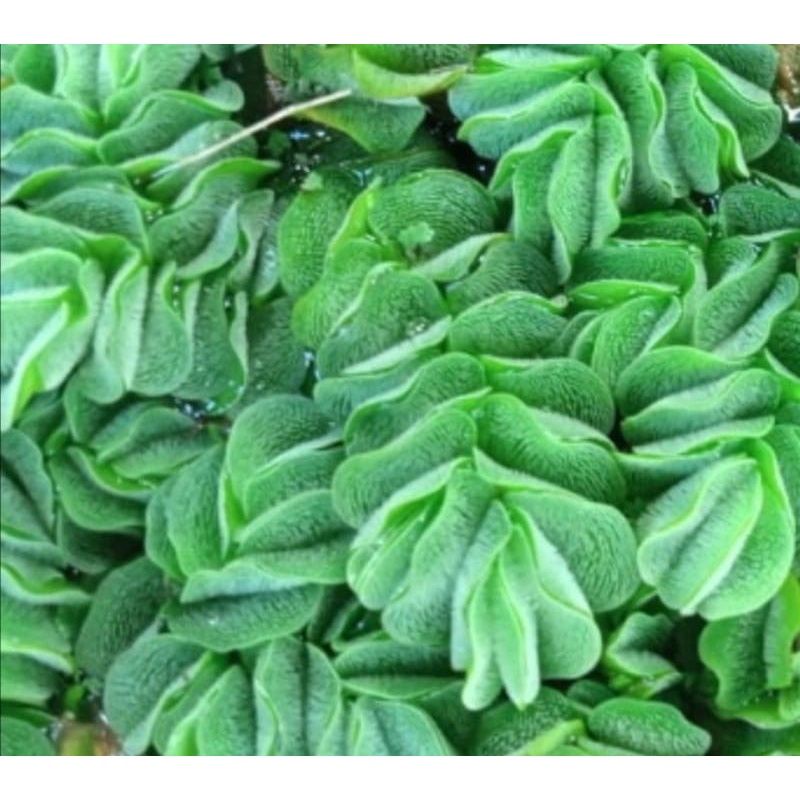 [Aquatic Plants] Duckweed/Pokok Salvina/ kiambang lipan akuatik/rumpai ...