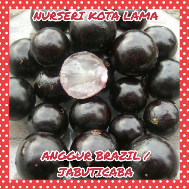 🔥RARE🔥 POKOK ANGGUR BRAZIL / Brazilian Grape Tree /Jabuticaba / Plinia ...