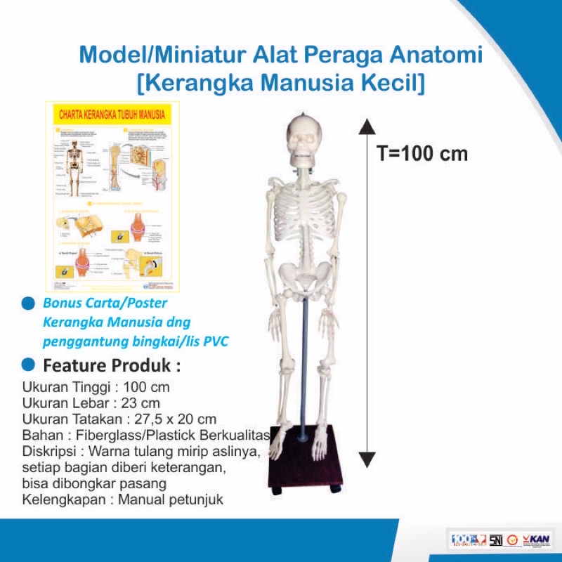 [original Product] Small Human Skeleton Anatomy Model 100 cm – Human ...
