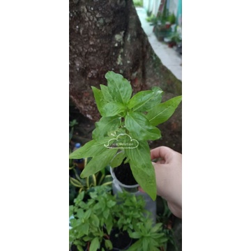 Anak Pokok Thai Basil Plant Anak Pokok Selasih Daun | Shopee Malaysia