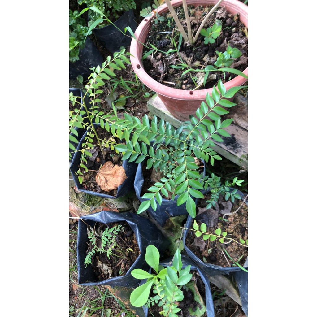 Pokok Kari Curry Leaves Potted Plant | Shopee Malaysia