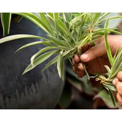 [Indoor plant] Pokok labah-labah Spider plant 吊兰 Indoor plant ...
