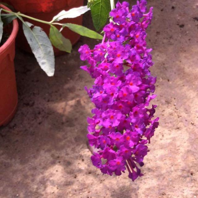 Pokok Bunga purple butterfly bush ( Wangi) | Shopee Malaysia