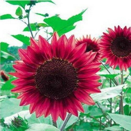Benih Bunga Matahari Merah Red Sunflowers Seeds Ready Stock
