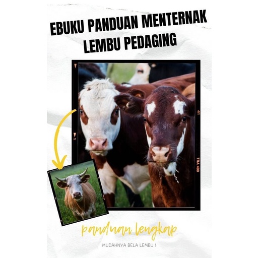 PANDUAN MENTERNAK LEMBU PEDAGING. CARA BELA LEMBU PEDAGING | Shopee ...