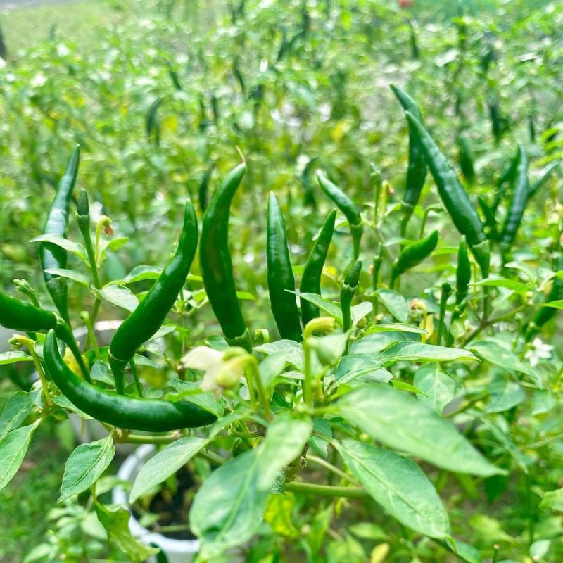 Biji Benih Cili Padi/ Cili Api/Birds Eye Chili/ Cili Siam | Shopee Malaysia