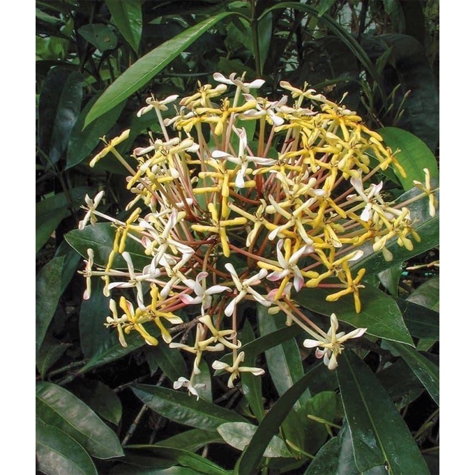 Pokok ixora / jejarum / siantan bunga wangi madagascar ixora, ixora ...