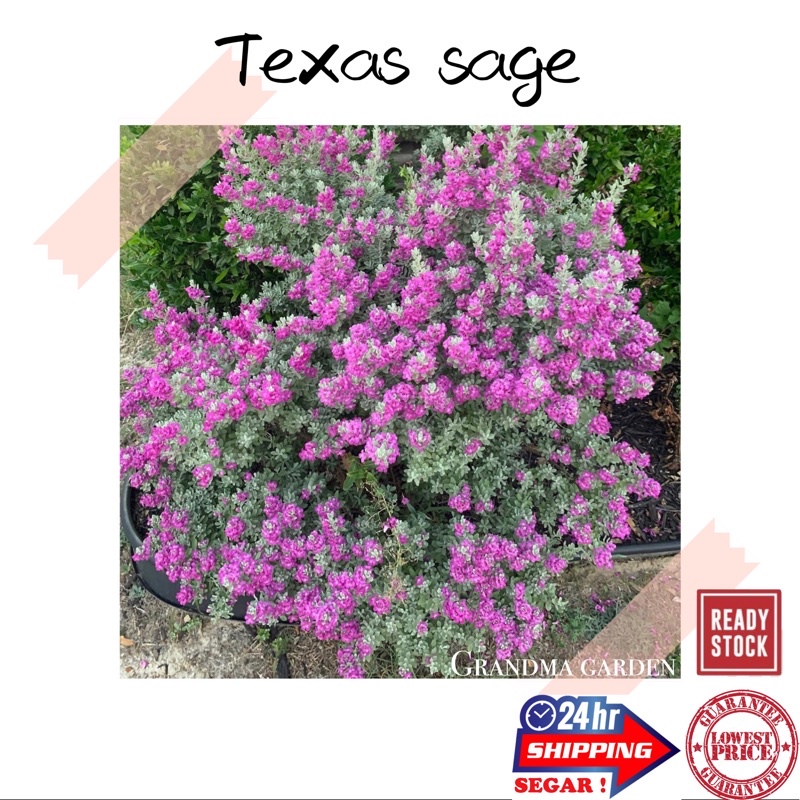 (GG Real Plant) texas sage ^ leucophyllum frustescens cenizo barometer ...