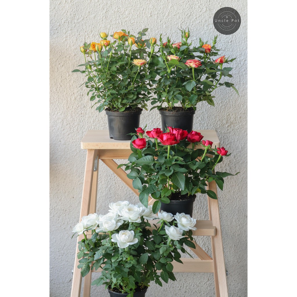 【UnclePot 4 Pots Bundle】Cameron Rose Pot Forever 玫瑰 (Random Colour ...