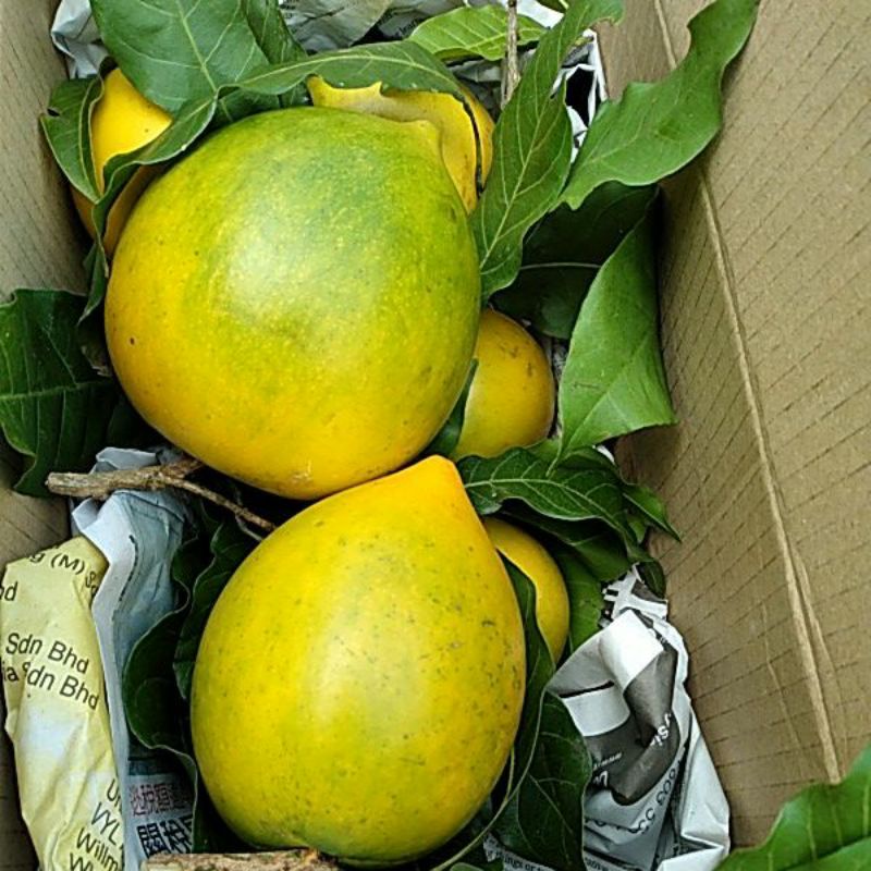 abiu fruits Taiwan originally | Shopee Malaysia