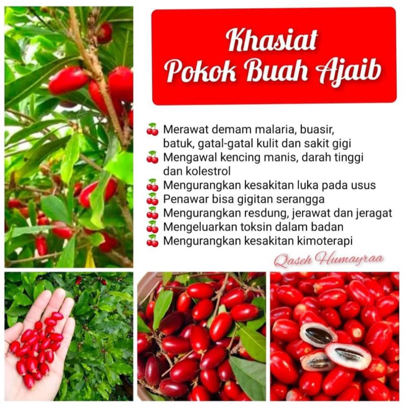 Pokok Buah Ajaib dan Khasiatnya | Shopee Malaysia