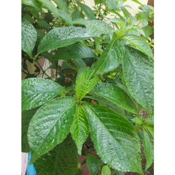 Pokok Pecah Beling / Pecah Batu | Shopee Malaysia