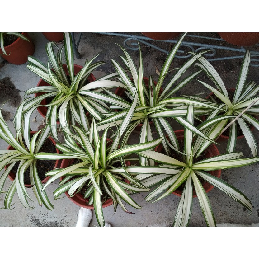 BUY 3 FREE 1 - White / Green Pokok Spider Plant - Real Live Plant ...
