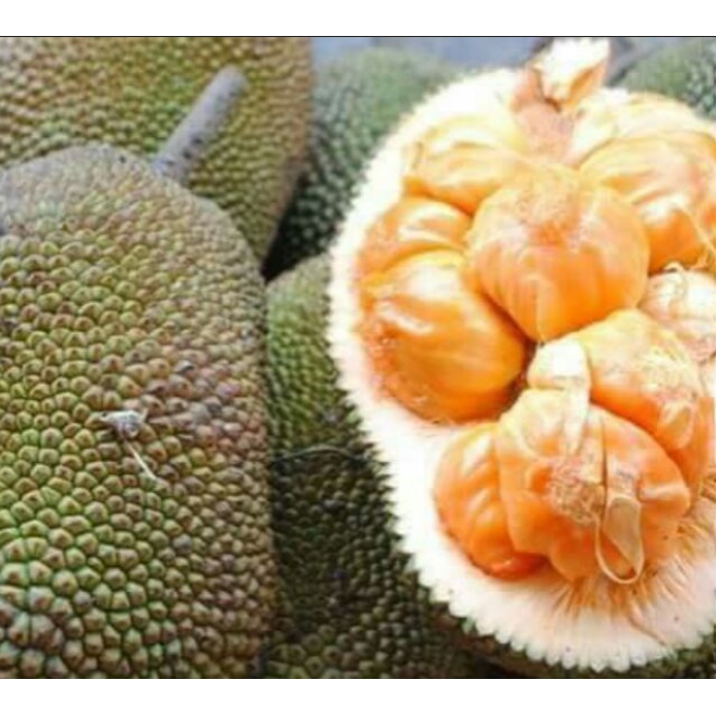 Pokok Cempedak Durian // Artocarpus Chempeden // SAIZ // 1 ORDER LIMIT ...