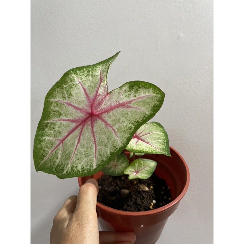 Caladium Candyland translucent leaves | Shopee Malaysia