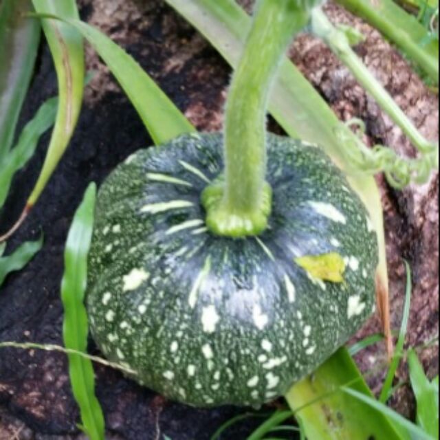 3Qs Garden Heirloom Seeds: Pumpkin / Labu Manis | Shopee Malaysia