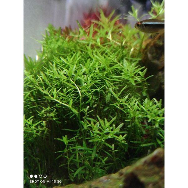 Rotala Rotundifolia green/Rotala sp 'Green'（submerged form）绿宫廷 7/stem ...
