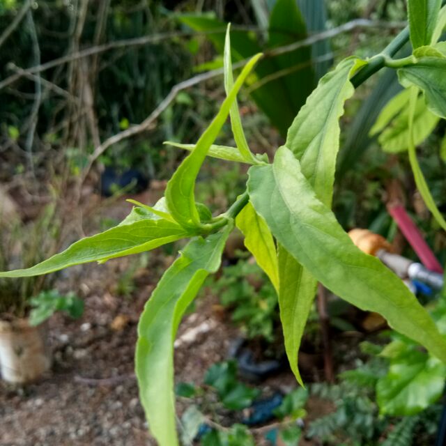 POKOK BELALAI GAJAH (SNAKE GRASS) > Ready Stock | Shopee Malaysia