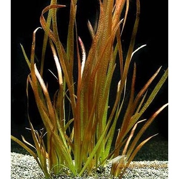 Red Jungle Val (Vallisneria Gigantea Rubra) 红水兰 - aquarium aqua plant ...