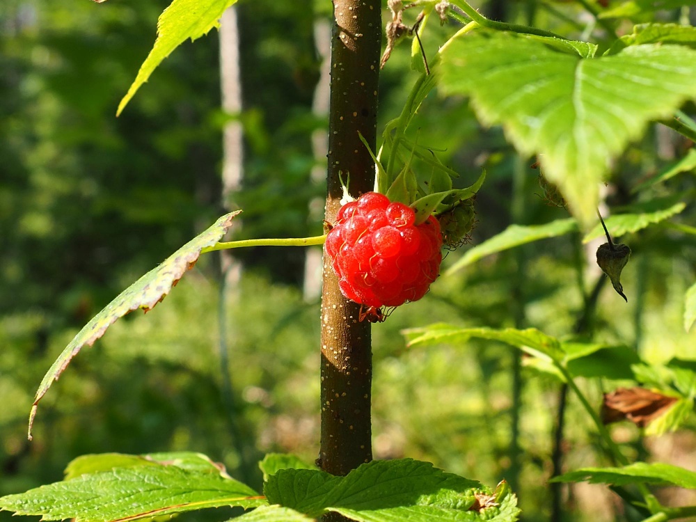 Raspberry 覆盘子种子 Biji Benih Raspberi Fruit Buah Buahan Seed Plant 50pcs ...