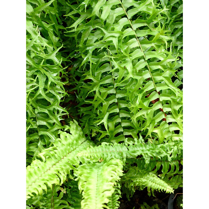 Sws - Fish Tail Fern Hanging | Shopee Malaysia