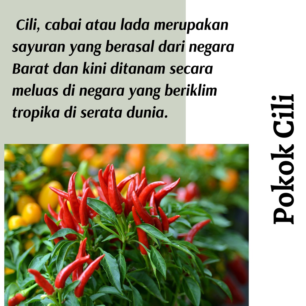 (Real Plant) Pokok Cili pokok hidup live outdoor chili houseplant ...
