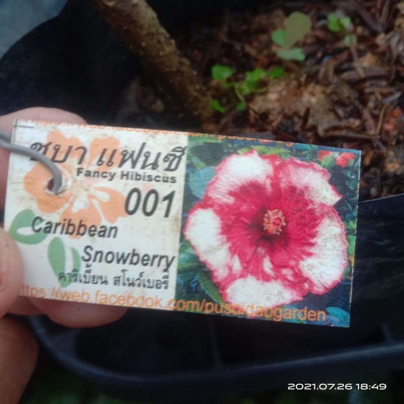 bunga raya taiwan (001) | Shopee Malaysia