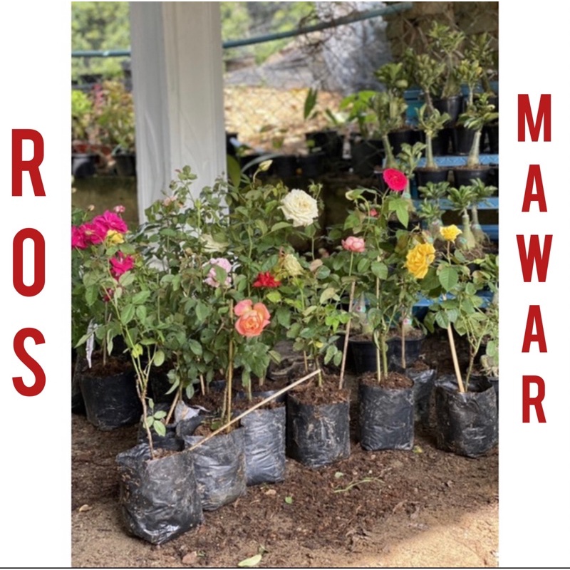 Pokok bunga rose mawar thai grafted (hybrid) / live plant / wangi ( thai ) murah | Shopee Malaysia