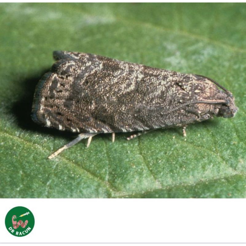 Racun Serangga Organik Rama-Rama Buah Oriental (Oriental Fruit Moth ...
