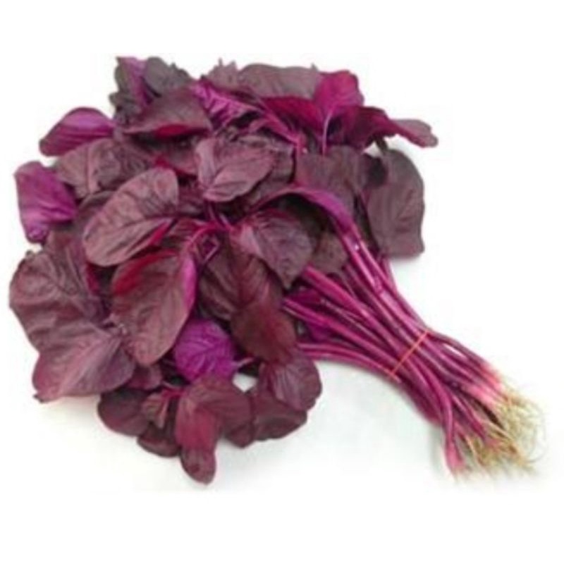50 biji benih Bayam merah full red/bayam merah bangladesh/red amaranth ...