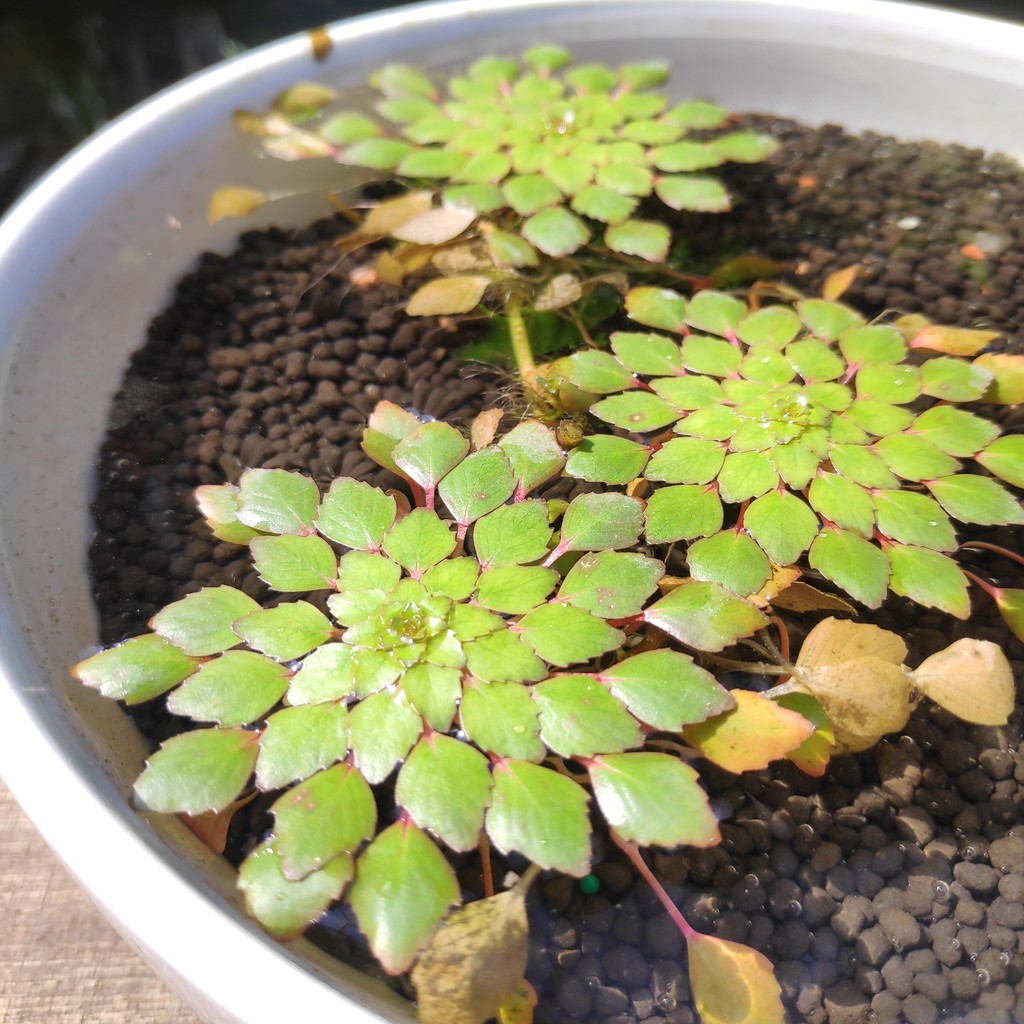 (Aquatic Plant) Mosaic Water Plant (Three Stems) Ludwigia Sedoides by ...