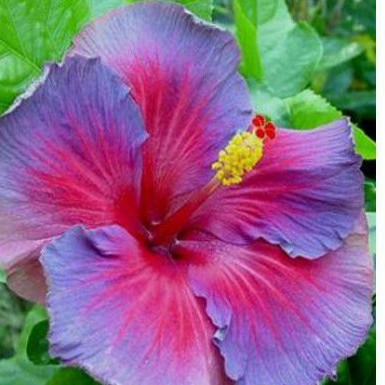 Bunga raya benih mix colour 多颜色的木槿花(Gambar4,7,8,9 hasil dari sealer ...