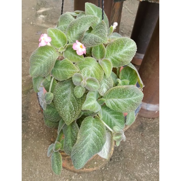 Episcia Lilacina Lemon (Gesneriaceae) | Shopee Malaysia