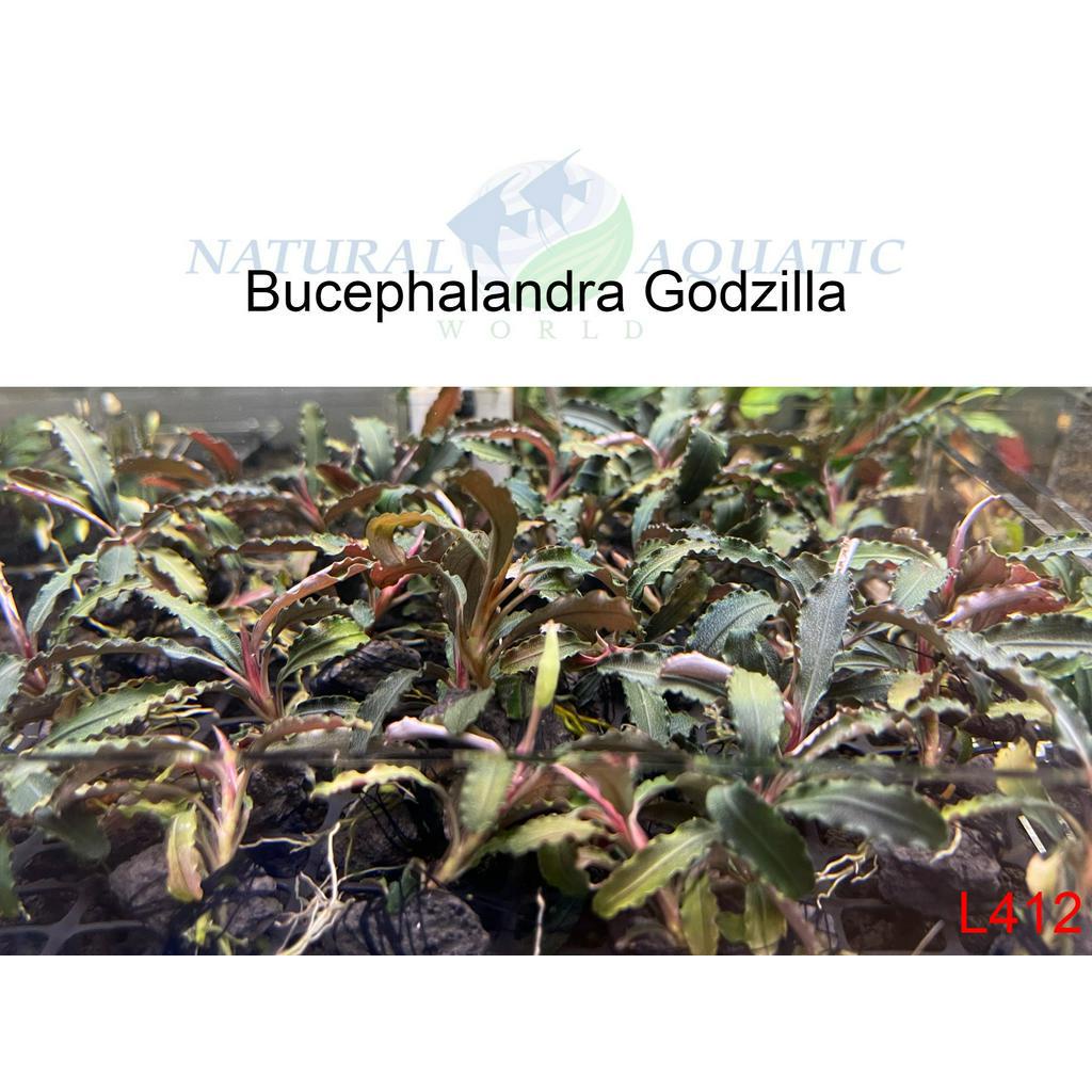 Bucephalandra Godzilla, Aquarium Plant, Aquatic Plant | Shopee Malaysia